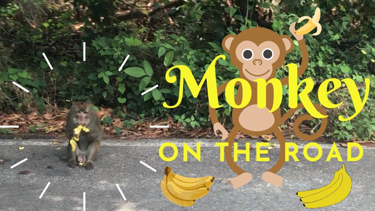 Monkey monkey Annabelle - YouTube