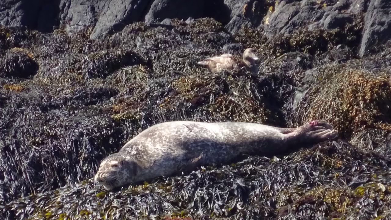 Best of - Iceland seals - YouTube