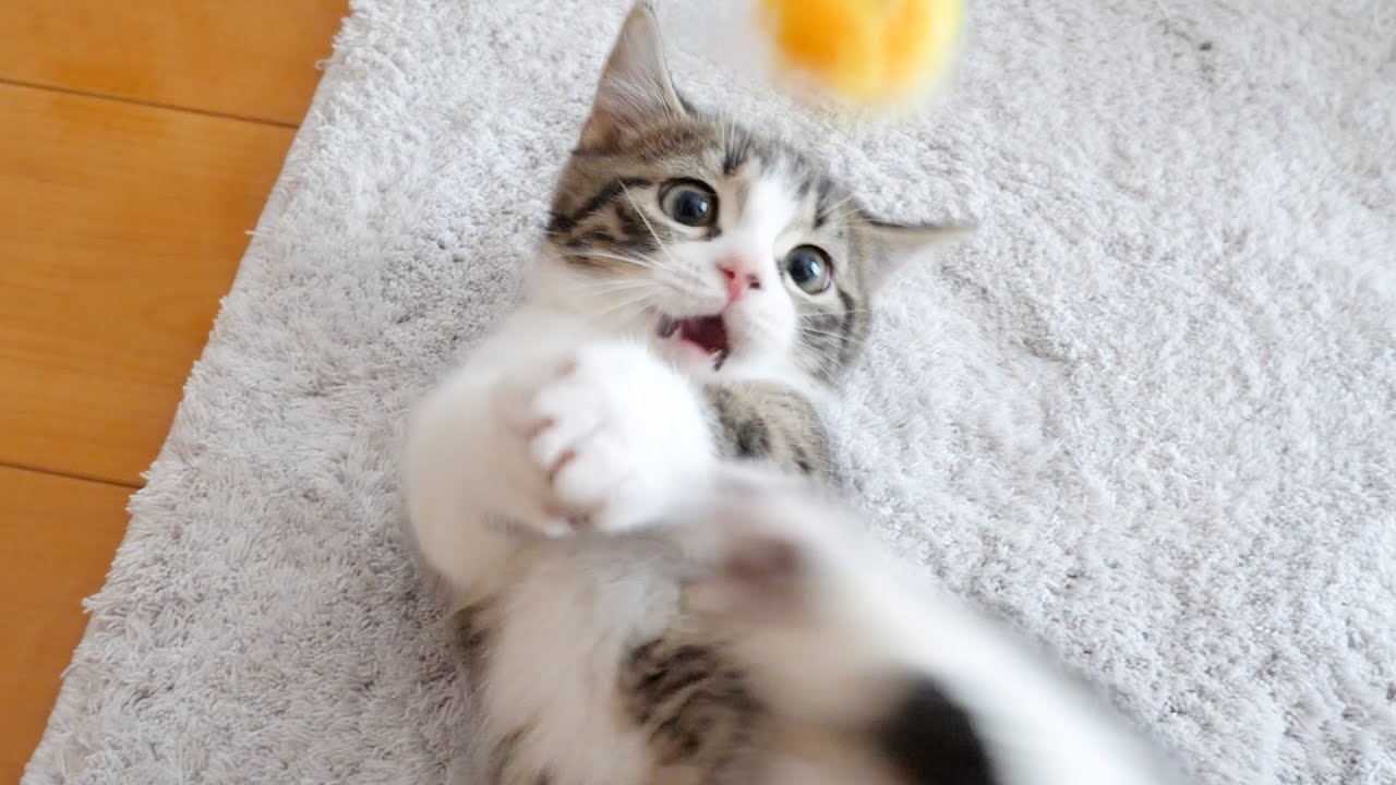 The day when the true nature of the kitten Mimi was revealed - YouTube