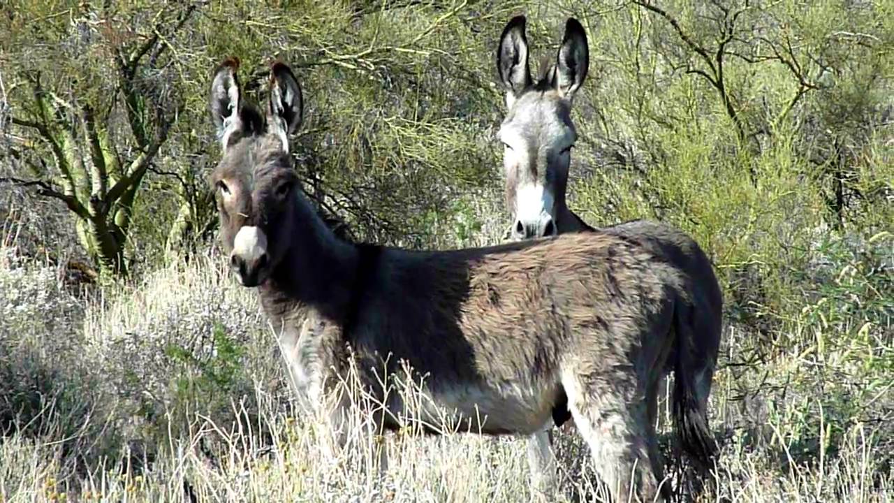 Arizona Wild Burros (video 2 of 2) - YouTube