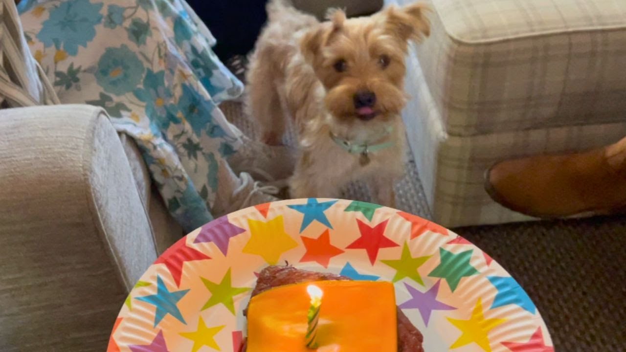 Throwing a birthday party for Scruffy! - YouTube