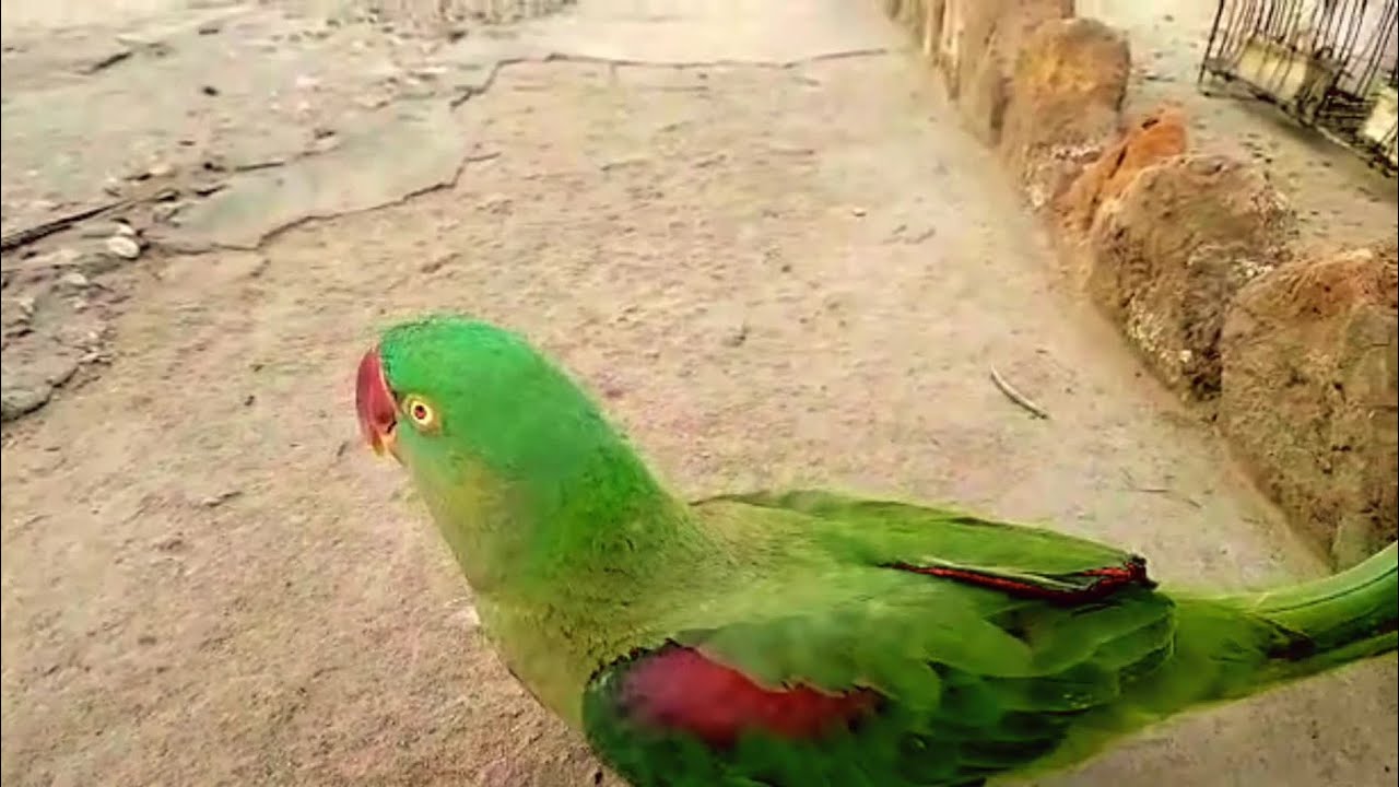 Alexandrine Parakeet Parrot with Natural Sounds - Kashmiri Raw Parrot ...