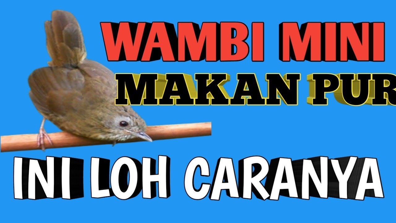 cara melatih wambi mini makan Pur - YouTube