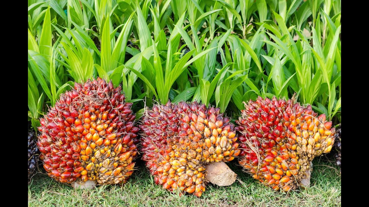 Research Spotlight: Palm oil, rainforests and farmers in Cameroon - YouTube