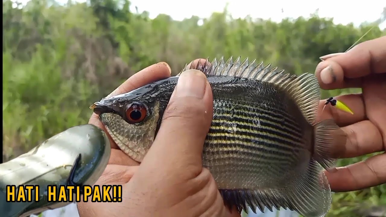 Beginilah Jadinya Mancing Ikan Biawan Saat Banjir - YouTube