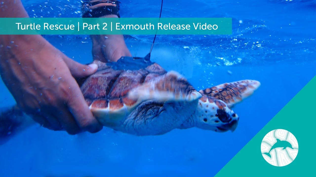 Turtle Rescue | Part 2 | Exmouth Release Video - YouTube