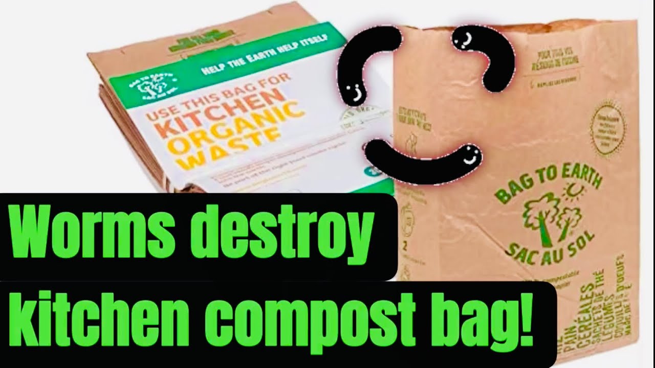 Worms destroy kitchen compost bag! (So far) - YouTube