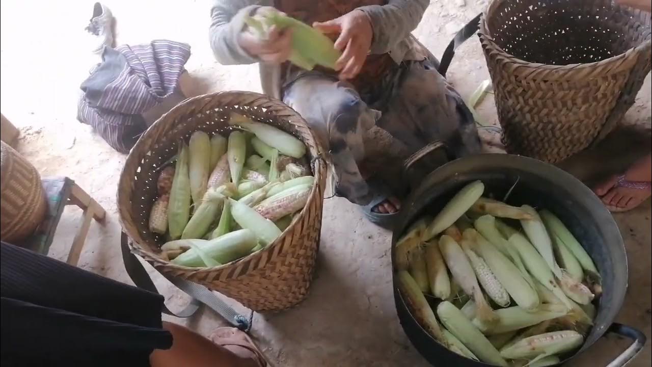 ntais Pob kws los hau noj - YouTube