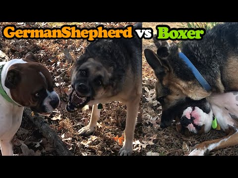 Shepherd Dog ATTACKS Boxer | Boxer FIGHTS BACK