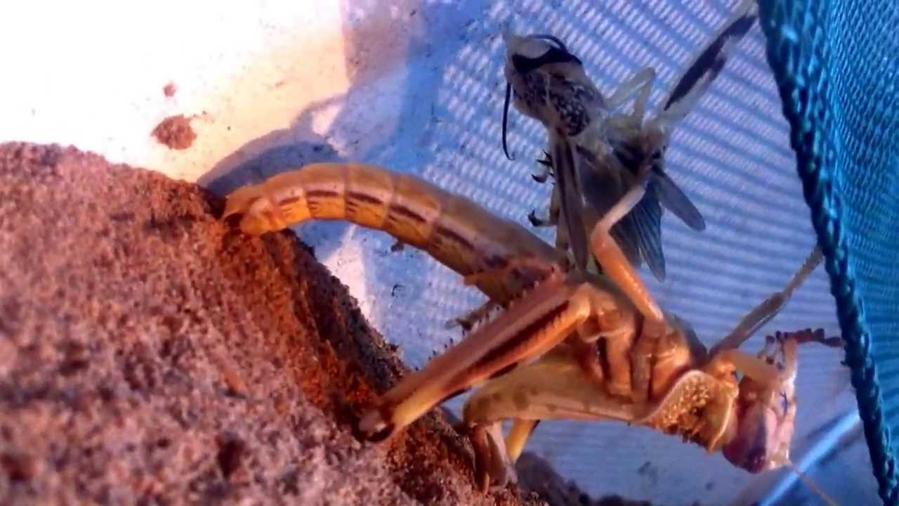 Locust shedding its skin - YouTube