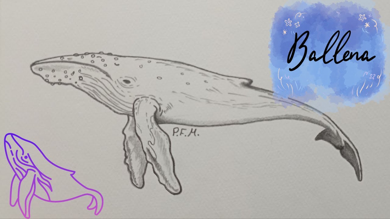 Cómo dibujar una ballena/How to draw a whale? | #draw #drawing #whale # ...