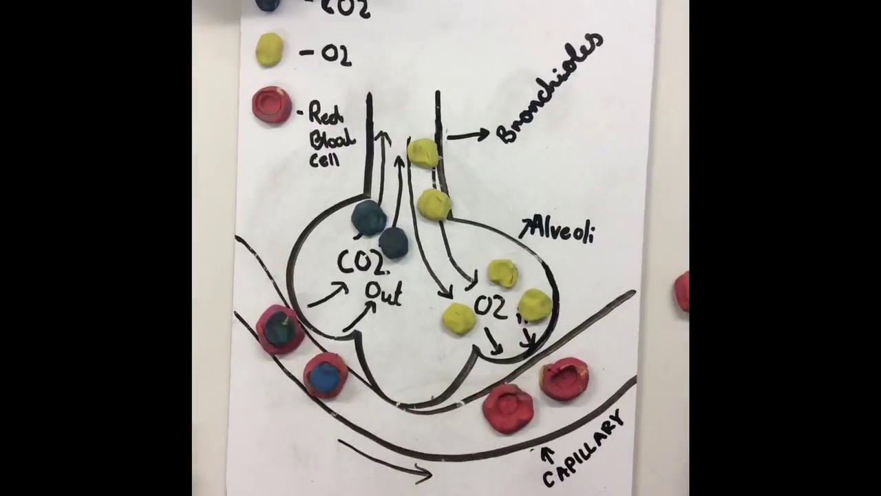 Gaseous Exchange and Diffusion in the Lungs - YouTube