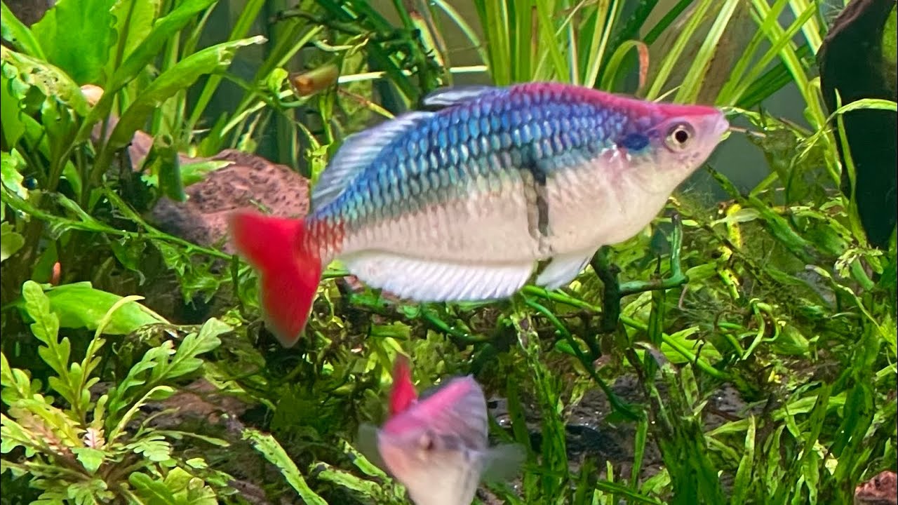 Kali tawa rainbow fish - YouTube