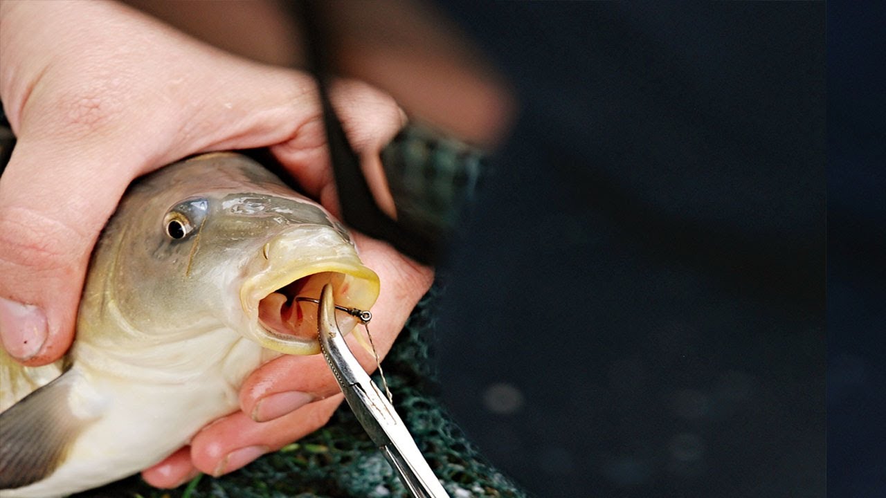 The Fishing Trap - Hook Fishing - How to Catch Fish || Fishing Hook ...