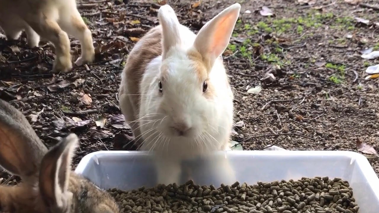 Beautiful, cute, and strong rabbit - YouTube