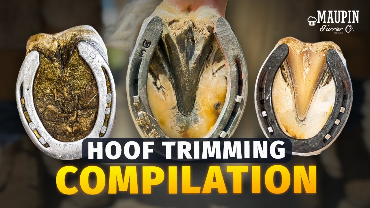 15 MINUTES Satisfying Frog Work & Sole Trimming Compilation | 4K ...