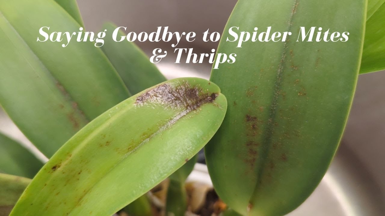 Orchid Pests 😠 Spider Mites & Thrips - How to treat - YouTube