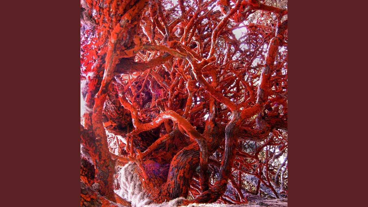 Inside the Tree - YouTube