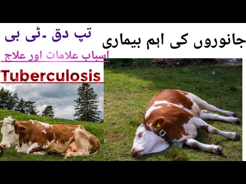 Tuberculosis | TB | Tapdiq| Animals disease | signs and Treatment - YouTube