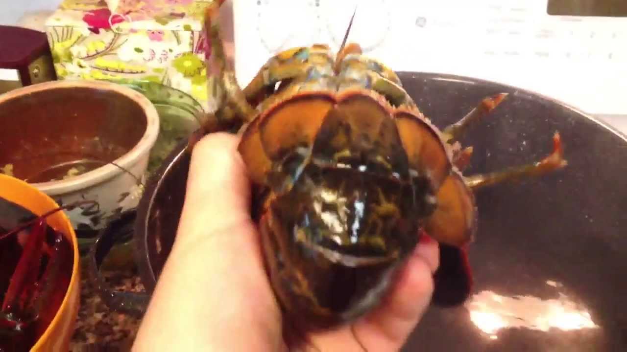 How to boil multiple lobsters - YouTube