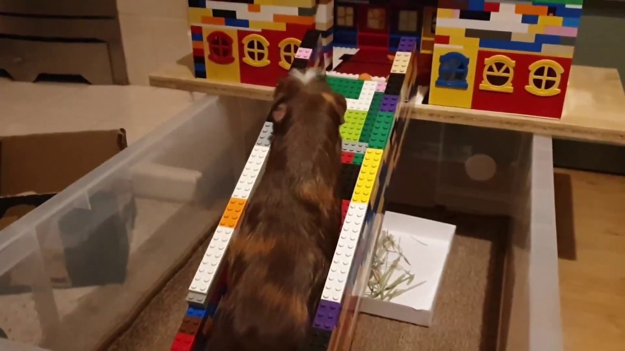 Guinea Pig Lego Castle - YouTube