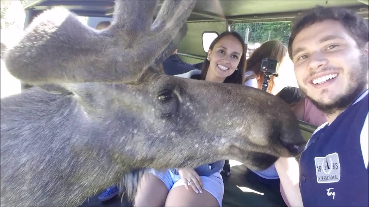 Encontro com Alce - YouTube