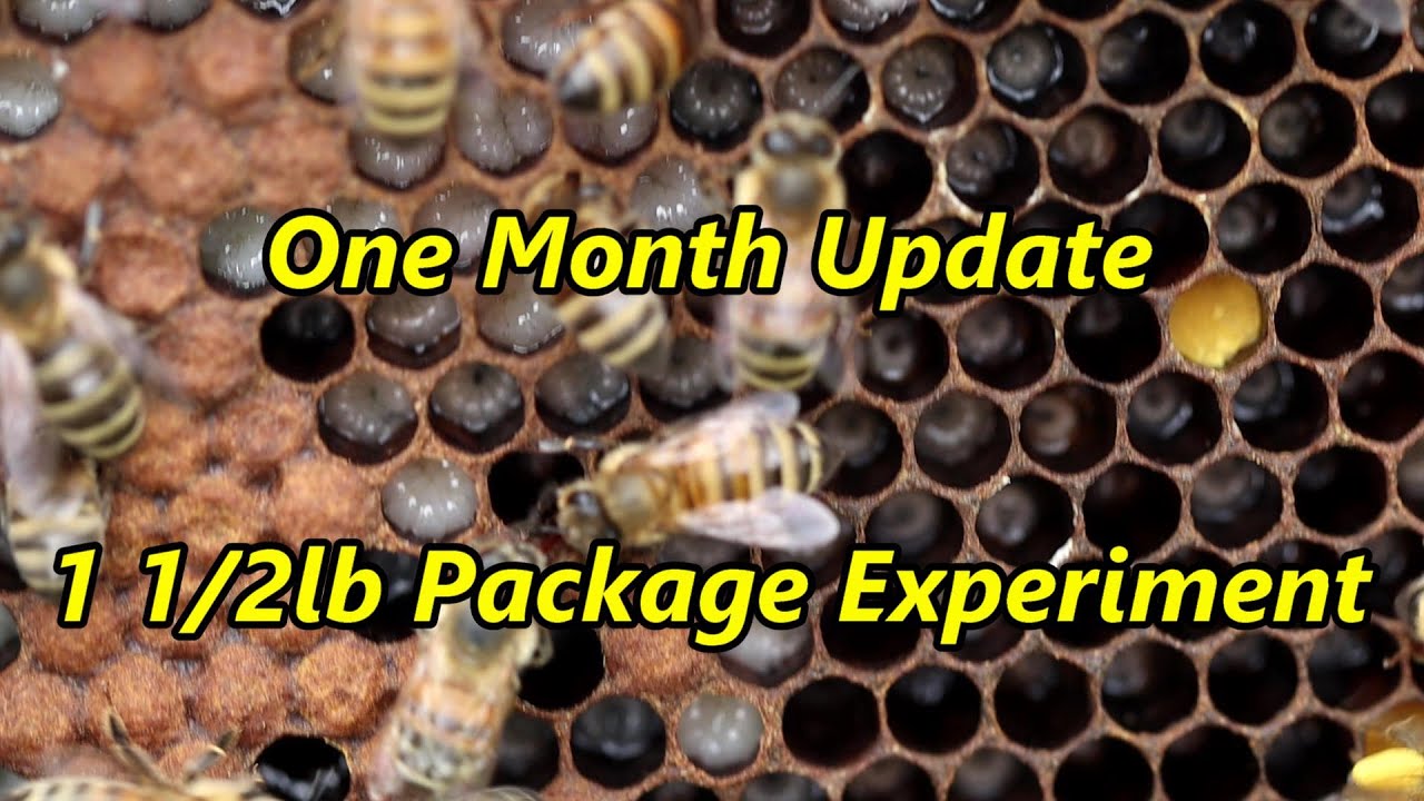 One Month Update: One and a half pound package Experiment - YouTube