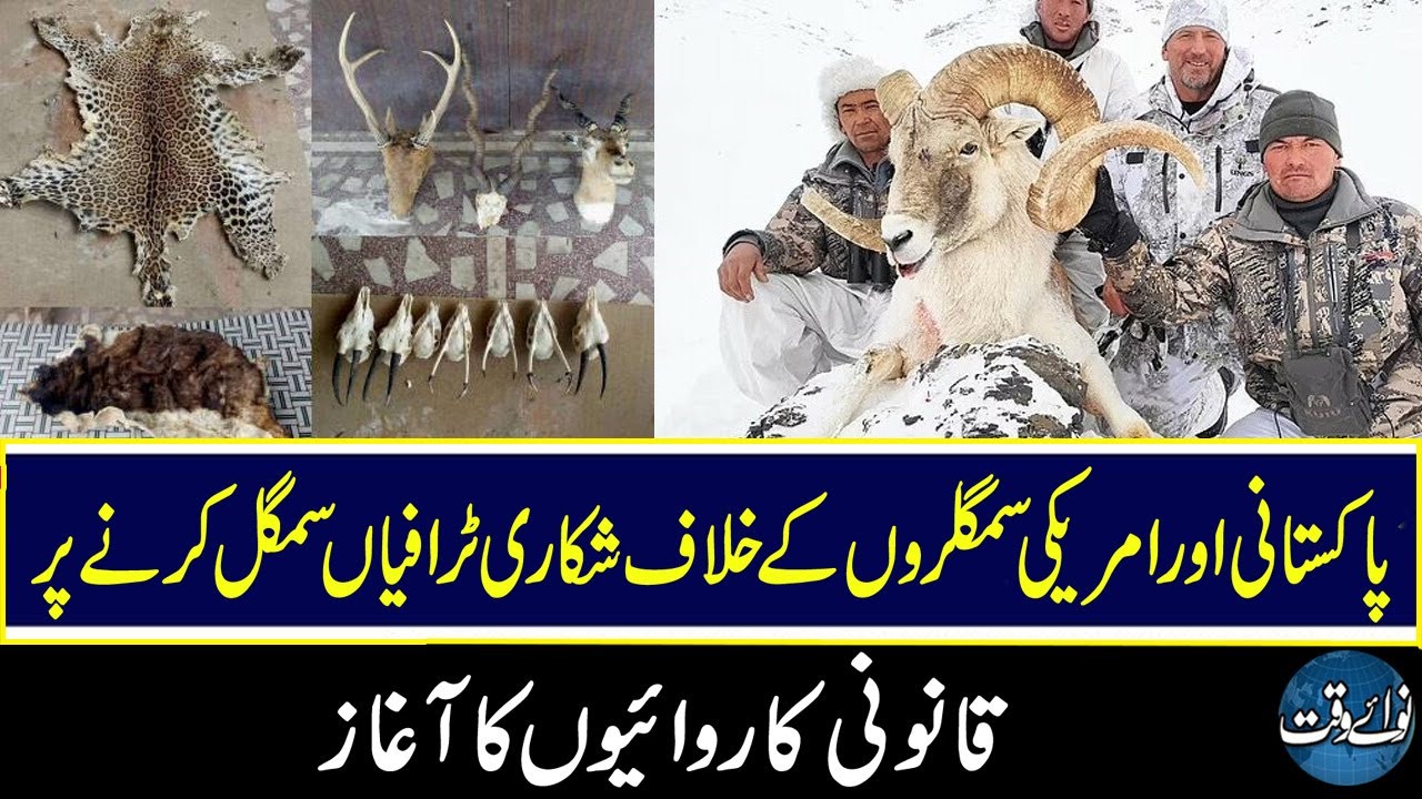 Legal Action Against Pakistani And US Smugglers On Smuggling Animal ...