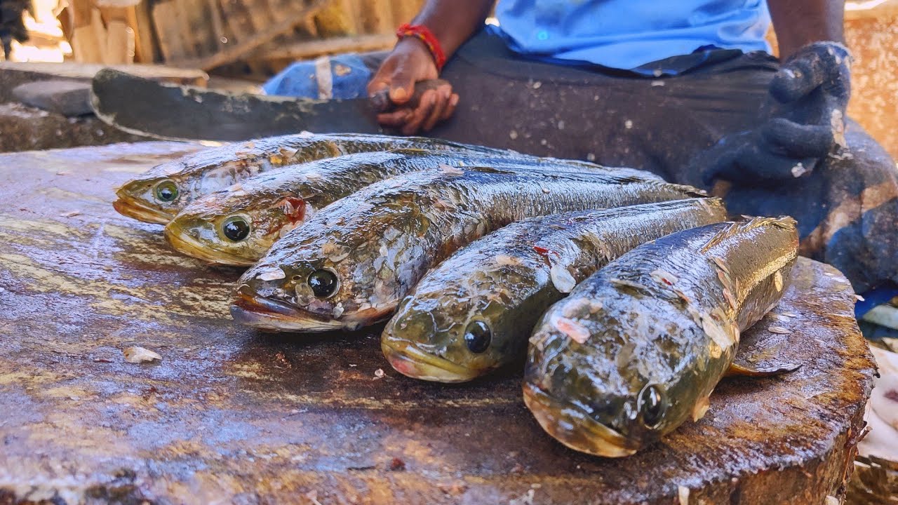 SNAKE VIRAL FISH/Snakehead murrel /SPECIAL FOR VILLAGE FISH/INDIAN FISH ...