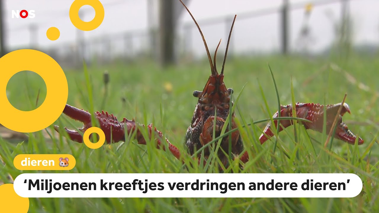 Veel te veel rivierkreeften in Nederland: deze val helpt ze vangen ...