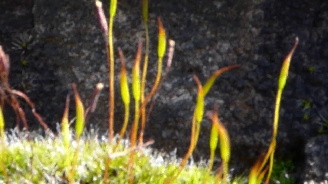 Wall Screw-Moss (Tortula muralis) - YouTube
