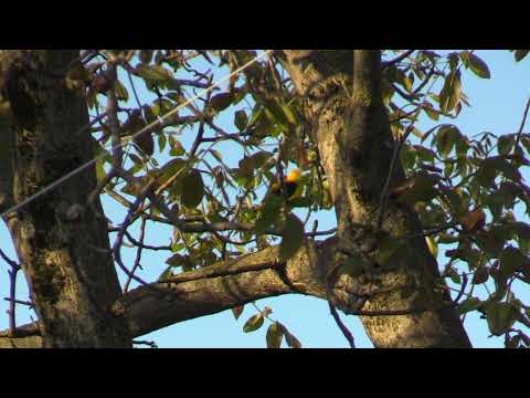Loriot d'Europe (Oriolus oriolus) Eurasian Golden Oriole