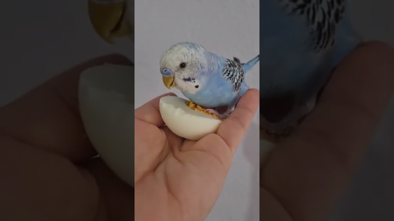 pokhg x fdmnkj - YouTube