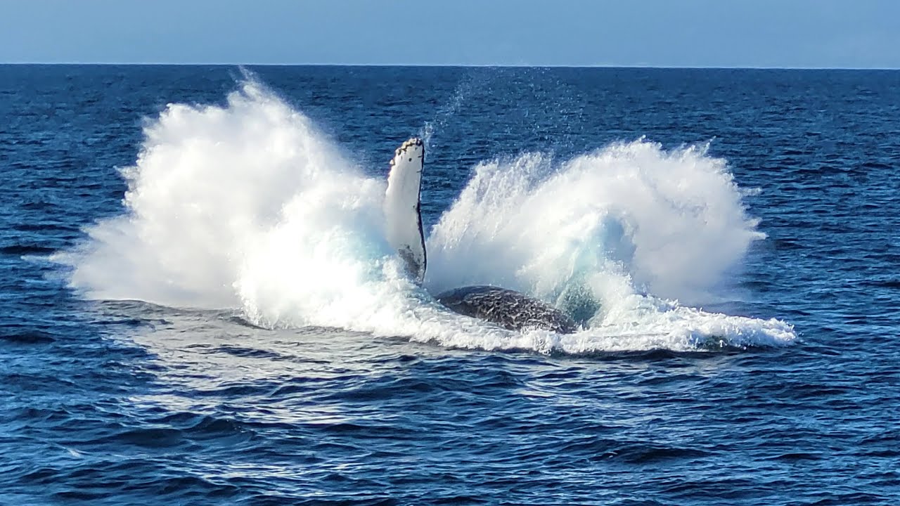 Whale Watching Channel Islands National Park, California, Part I - YouTube