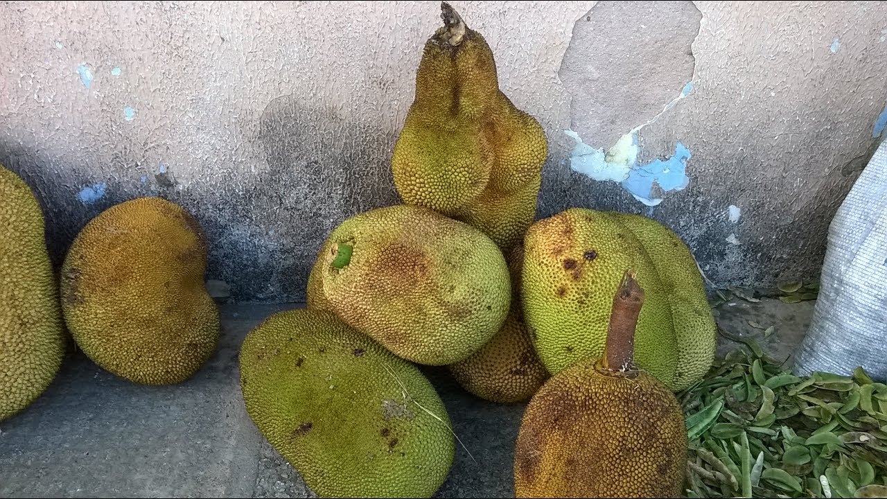 Diferença entre jaca mole e jaca dura - YouTube