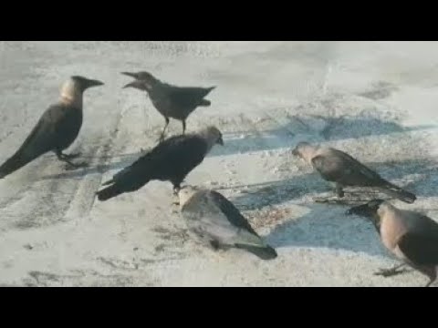 Entry on the feast of crows and their crowd crow procession کوؤں کی ...