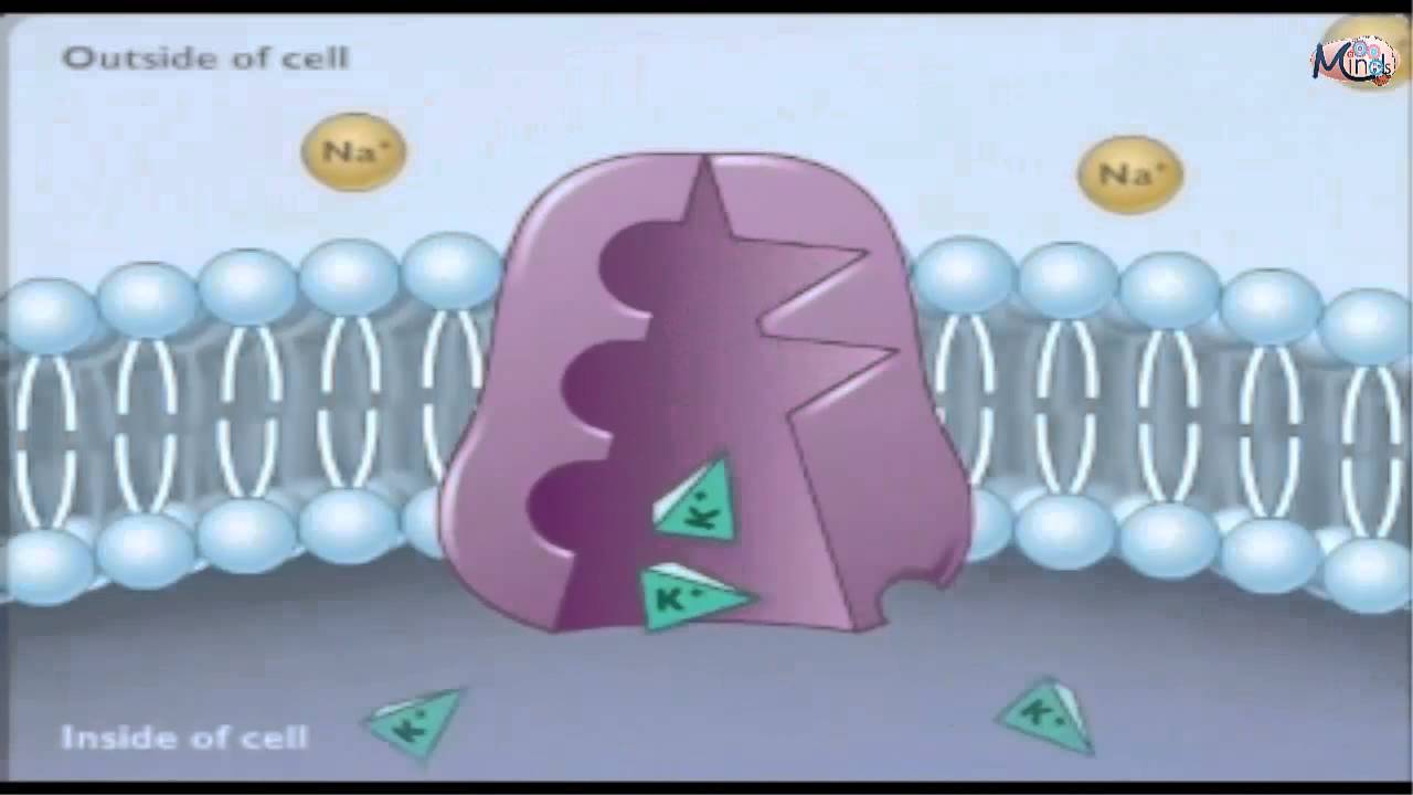 Pathology / 3D - cell injury - YouTube
