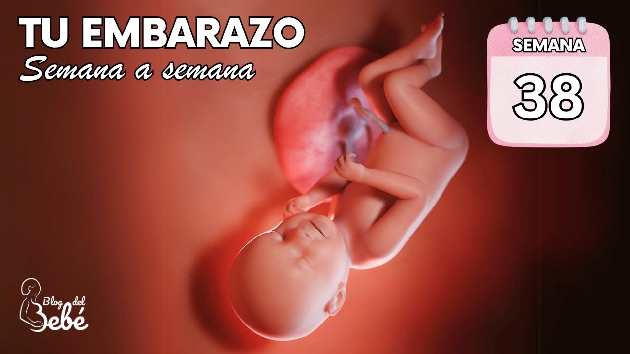 ️ Semana 38 de embarazo 🤰 Síntomas, consejos y desarrollo del bebé | El embarazo semana a semana ...