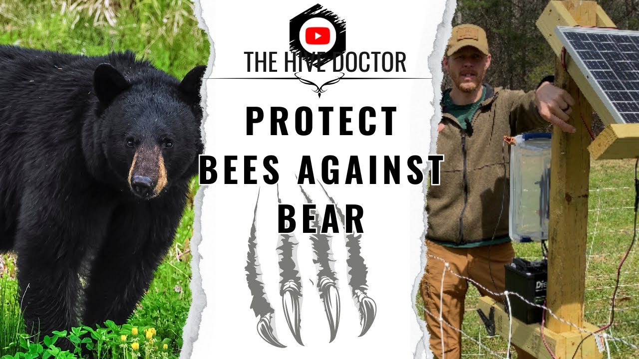 Don’t think it won’t happen to You!!// bear attacks - YouTube