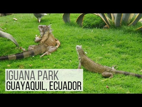 Iguana Park in Guayaquil, Ecuador - YouTube