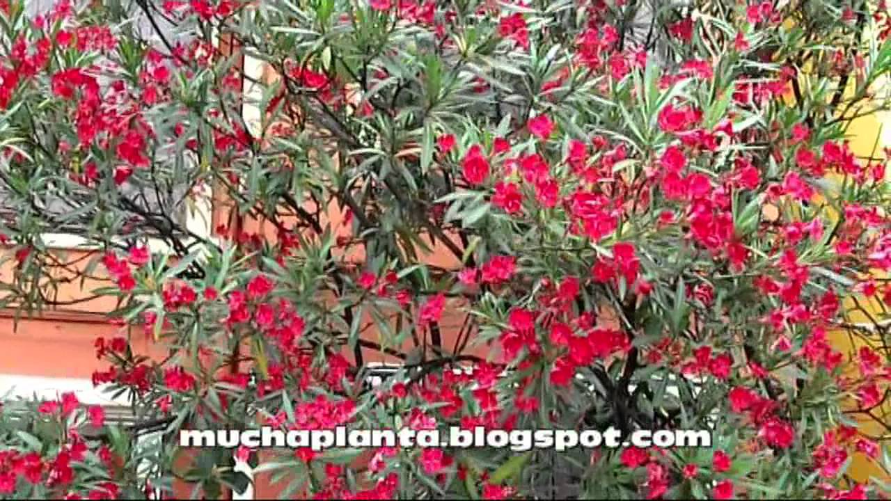 Nerium oleander red Adelfa roja HD - YouTube