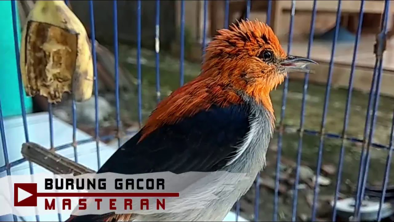 Kicau Burung Kemade Gacor | Sebagai Masteran GELATIK & Murai Batu PAUD ...