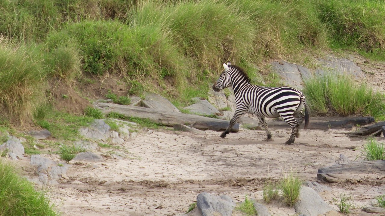 Lioness attacks Zebra - YouTube