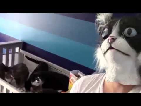 Kedileri korkutan adam