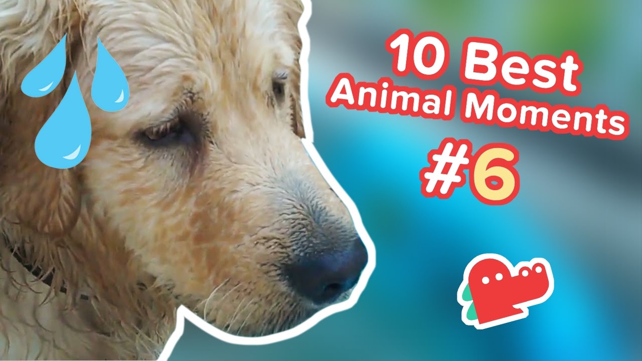 10 Best Animal Moments of the Day #6 - YouTube