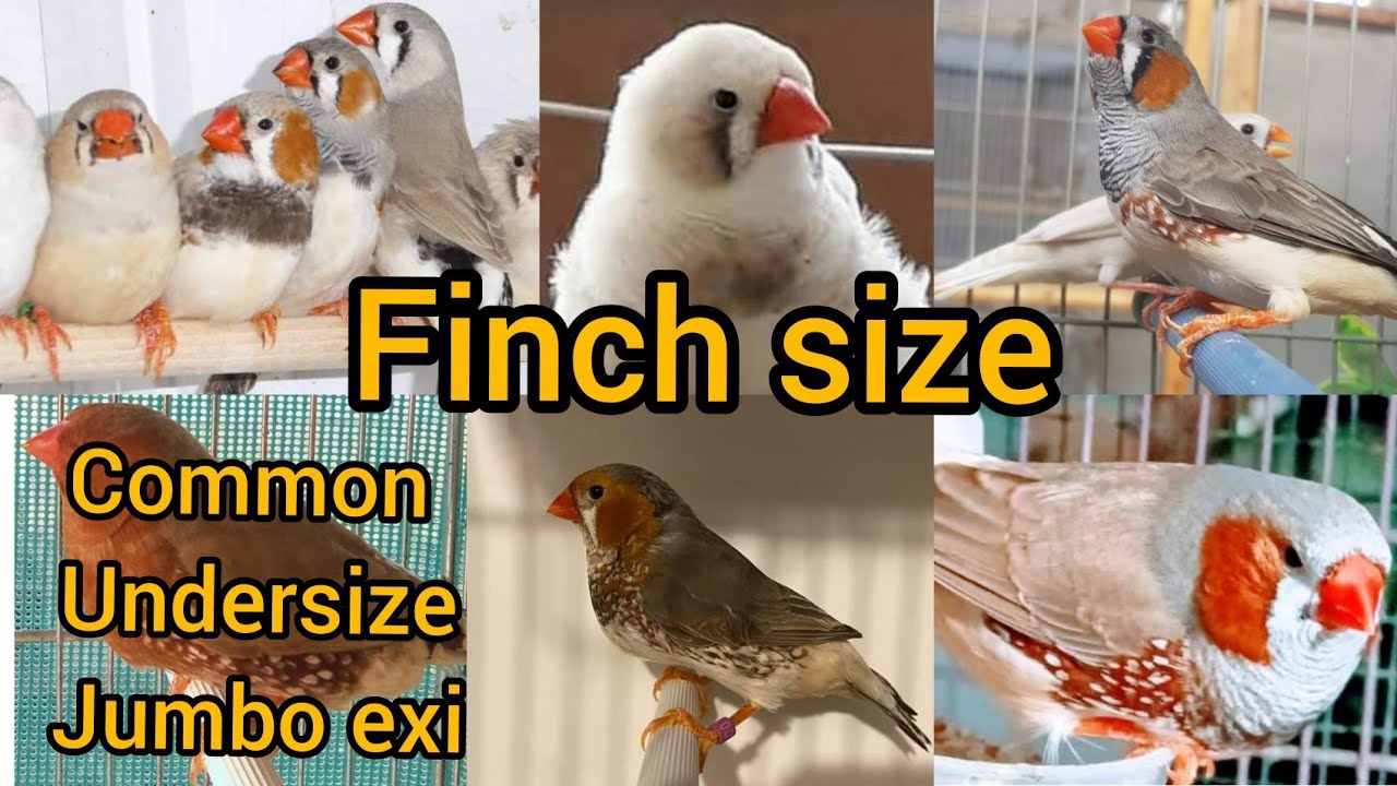 Different Finch Sizes COMMON, UNDERSIZE, JUMBO SIZE🕊️ easy explained # ...