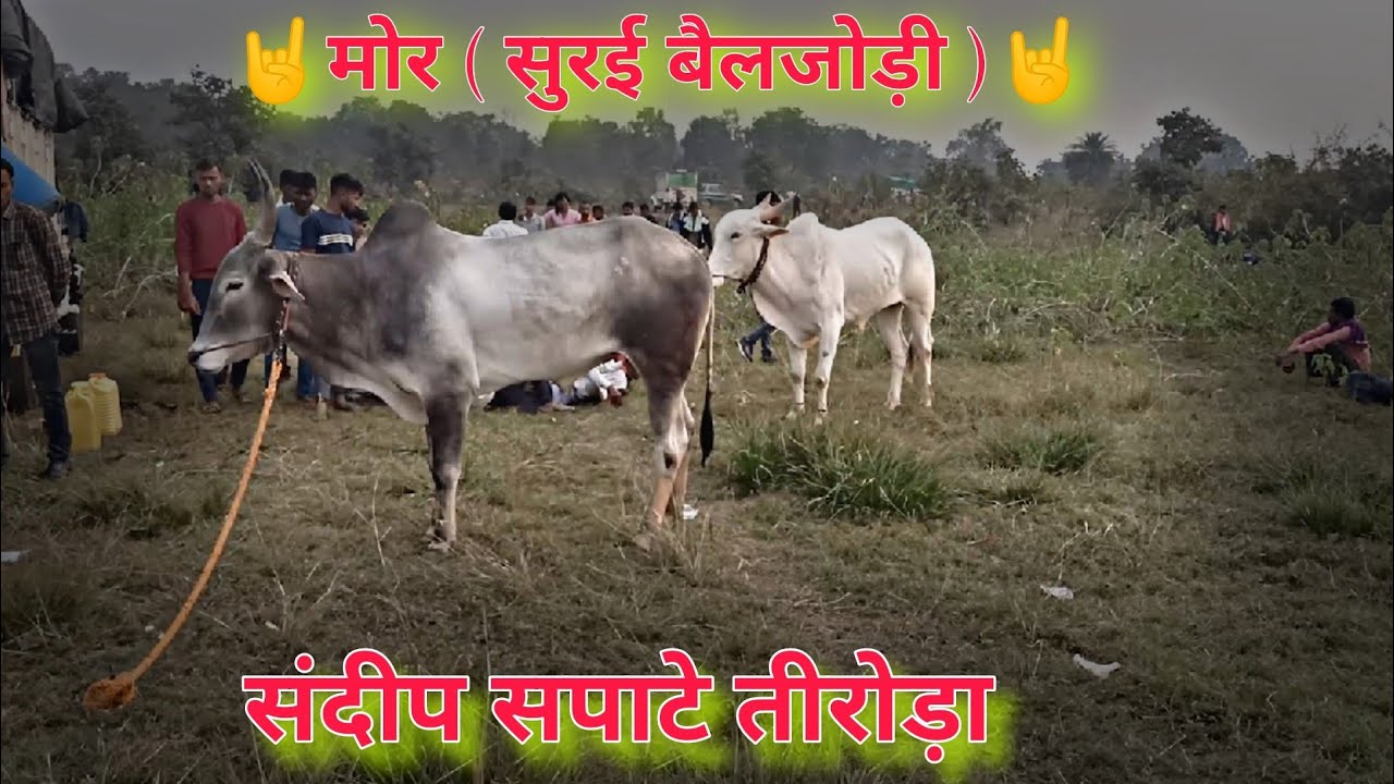 संदीप सपाटे तिरोडा. सावरी पट में 3 नंबर में लगने वाले मोर (सुरई ...