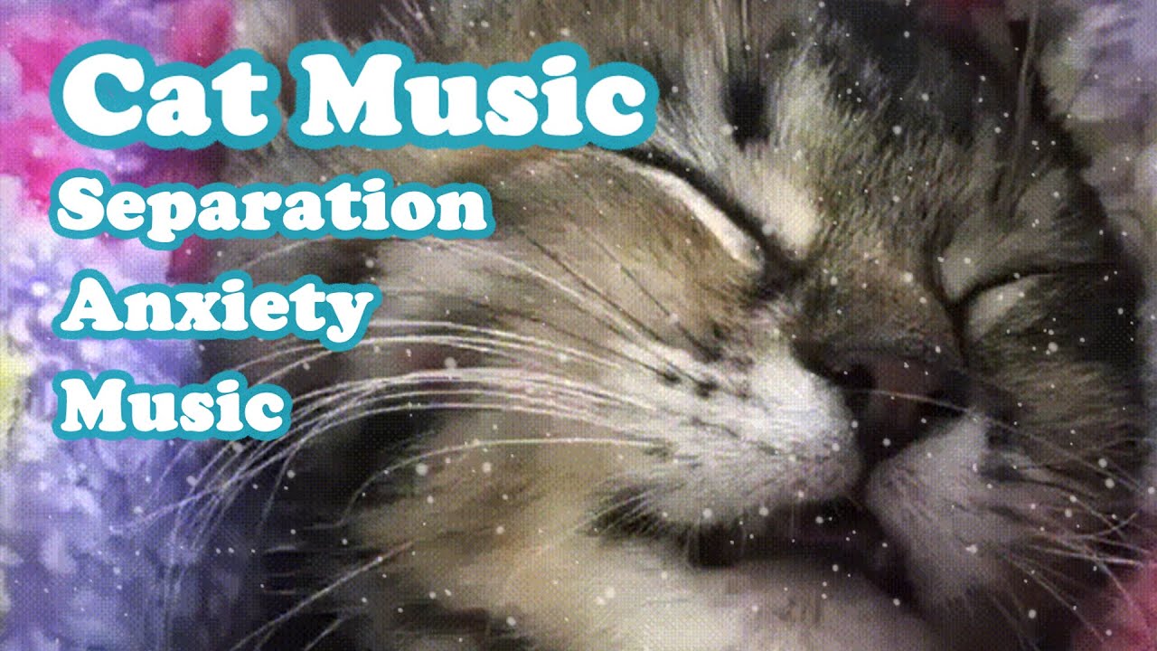 Relaxing Cat Music: Harmonious Tunes for Nurturing Feline Wellness. cat ...