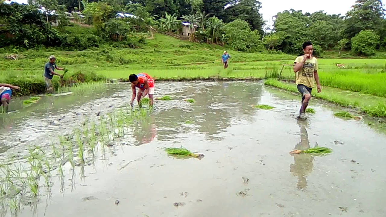 Ganyan kasipag ang mga binata sa Apayao - YouTube