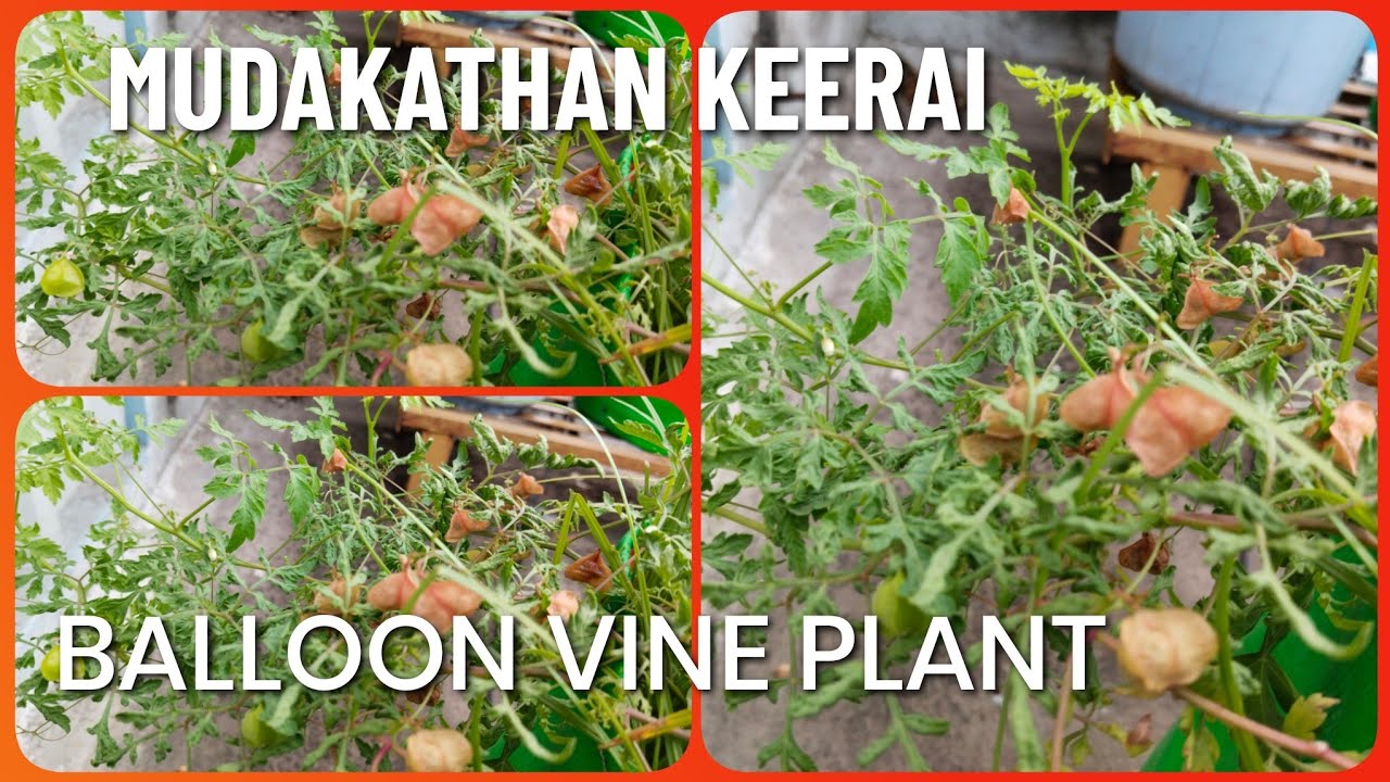MUDAKATHAN KEERAI || BALLOON VINE PLANT || GARDENING TIPS || GARDENING ...
